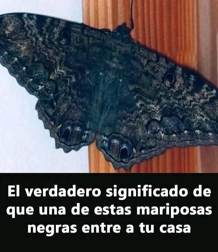 Descubre el significado de que una mariposa visite tu hogar - Todo ...